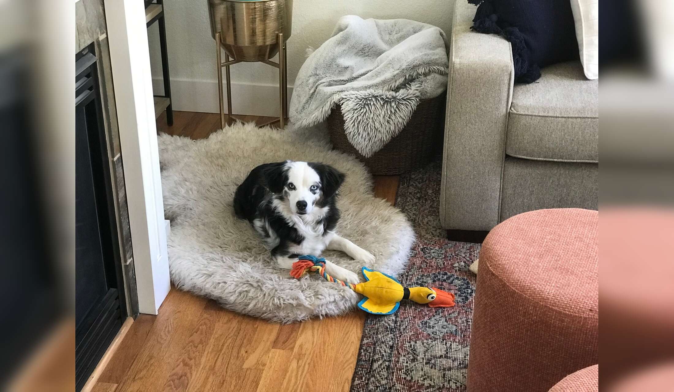 MindMyHouse - Available for long term and short term house sitting!